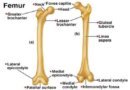 Linea Aspera of Femur - Location, Anatomy, Function, Types