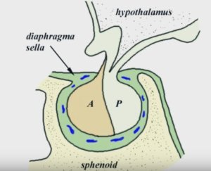 Sella Turcica - Bone, Function, Site, Location, Anatomy, Empty Sella