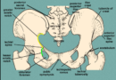 Ischial Spine - Images, What is, Causes, symptoms, Treatment